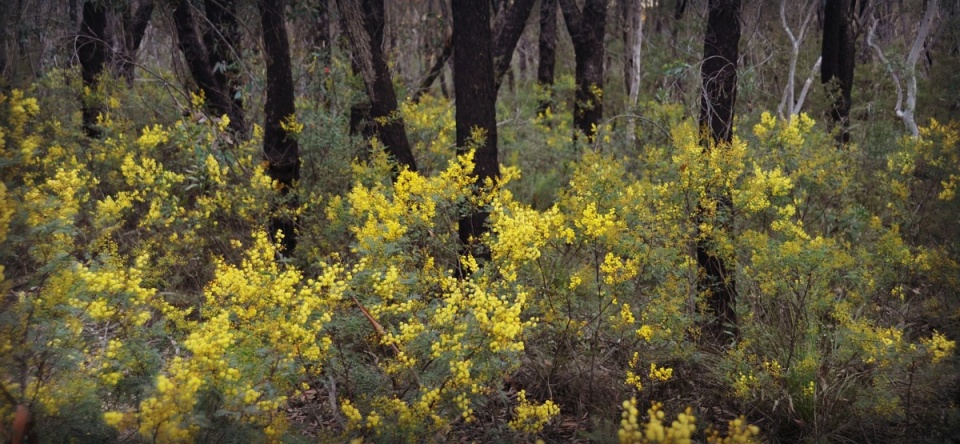 "The Bush Was Grey a Week Today.... | trisharooni | Blipfoto