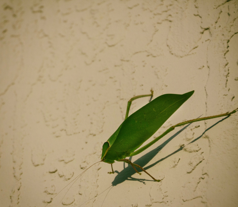 Bigun!! | bugsman | Blipfoto