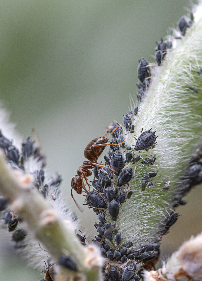 Aphid Farm | pplnani | Blipfoto