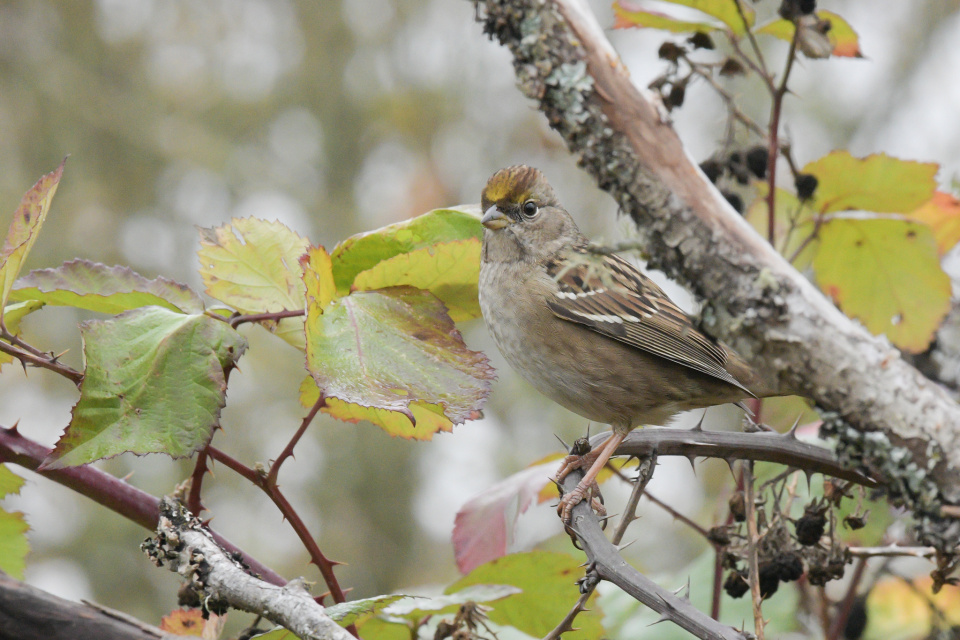 Cryptic | dbifulco | Blipfoto