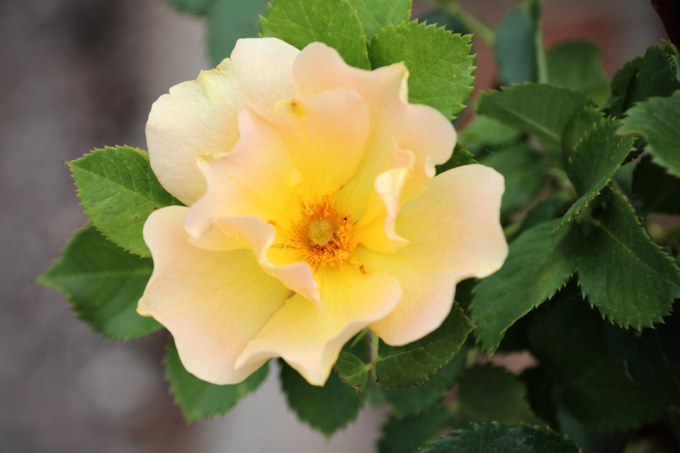 tender yet prickly | stillandknow | Blipfoto