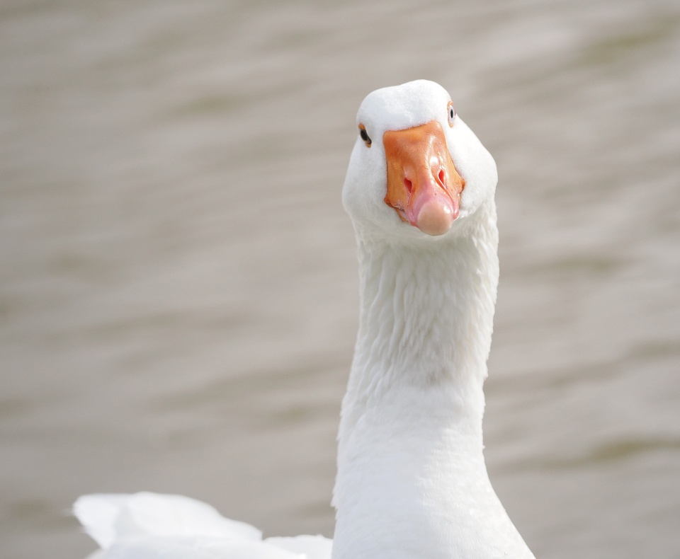 Geese | Technophobe | Blipfoto