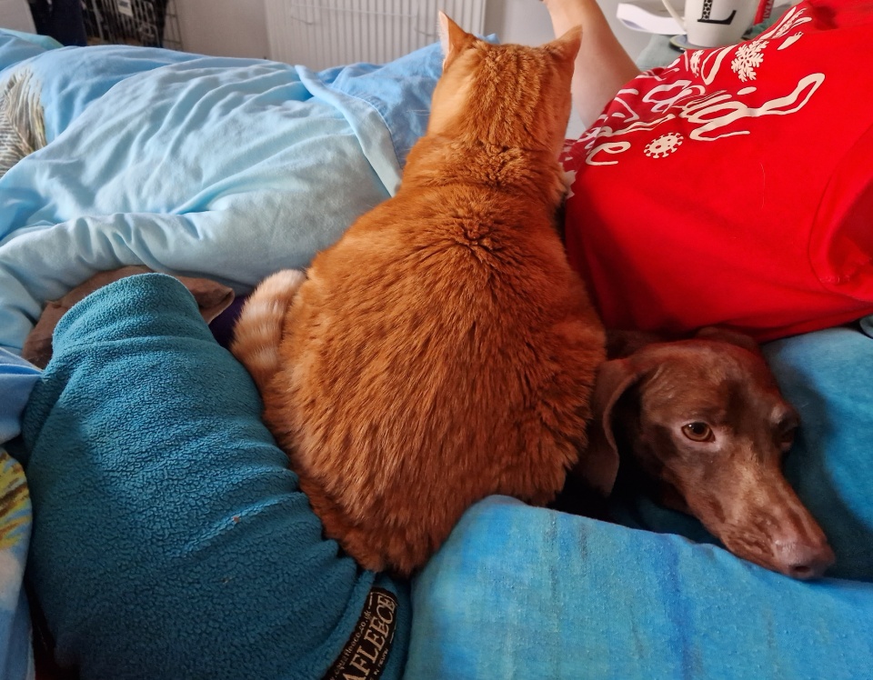 There were 5 in the bed.... | CatG81 | Blipfoto