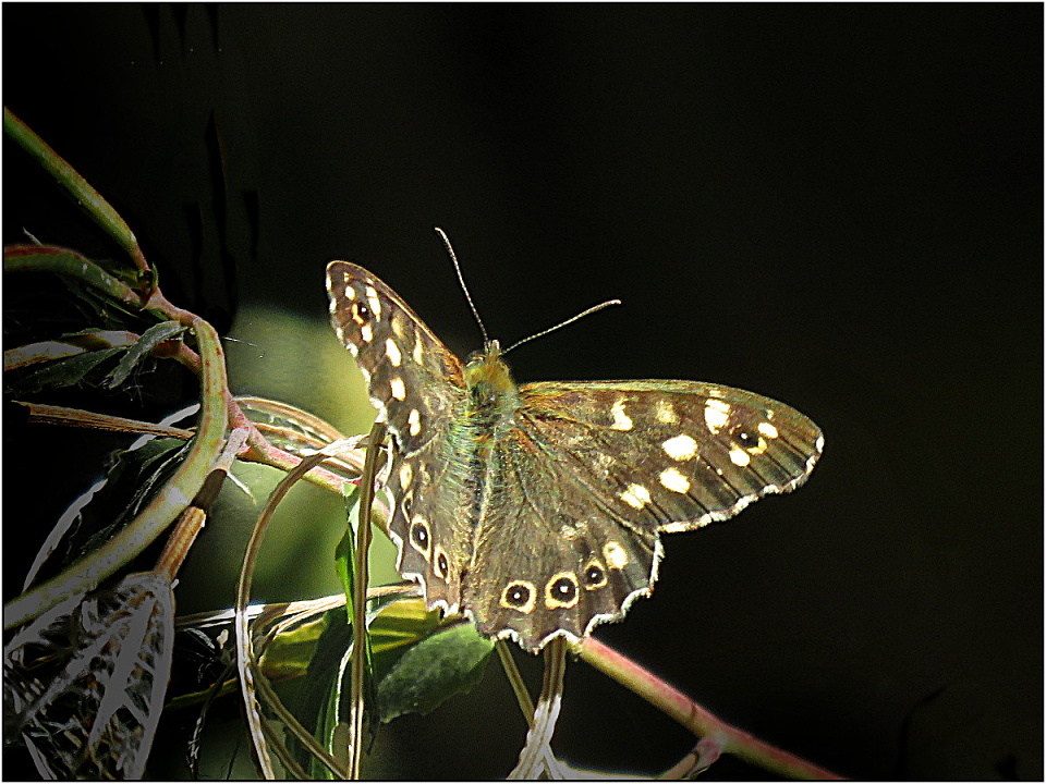 One of Many | gen2 | Blipfoto