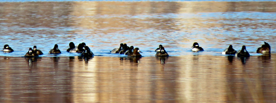 Skim ice | cindy_ellis | Blipfoto