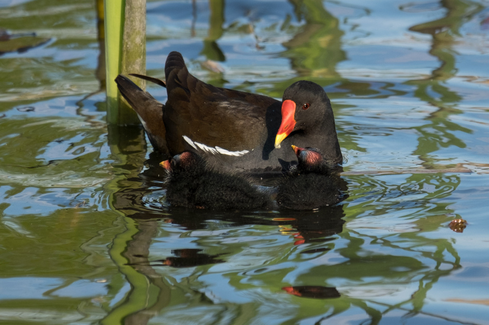 Baby moorhens! | spannarama | Blipfoto