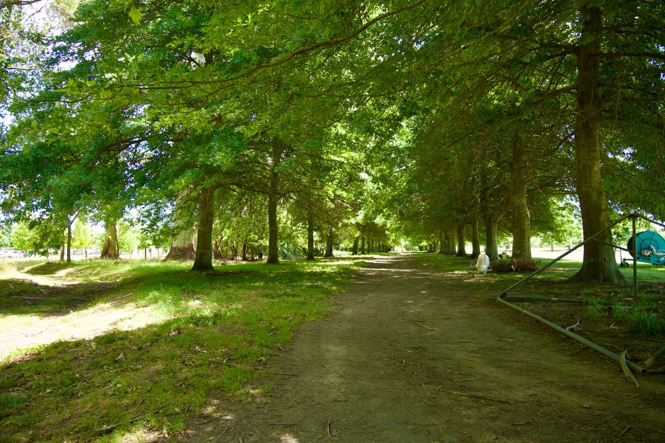 A walk down the avenue | AndrewNZ | Blipfoto