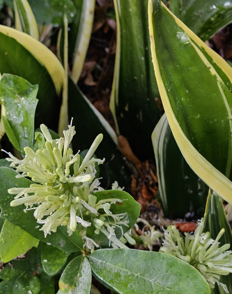 Flower Friday | bugsman | Blipfoto