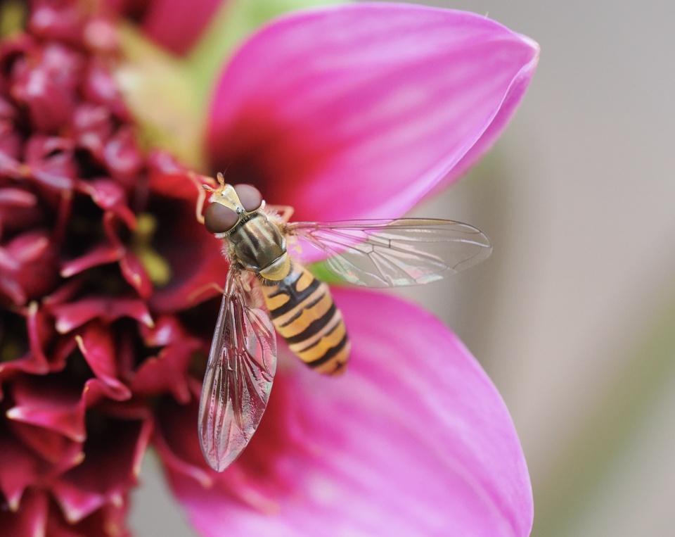 Hovering | Technophobe | Blipfoto