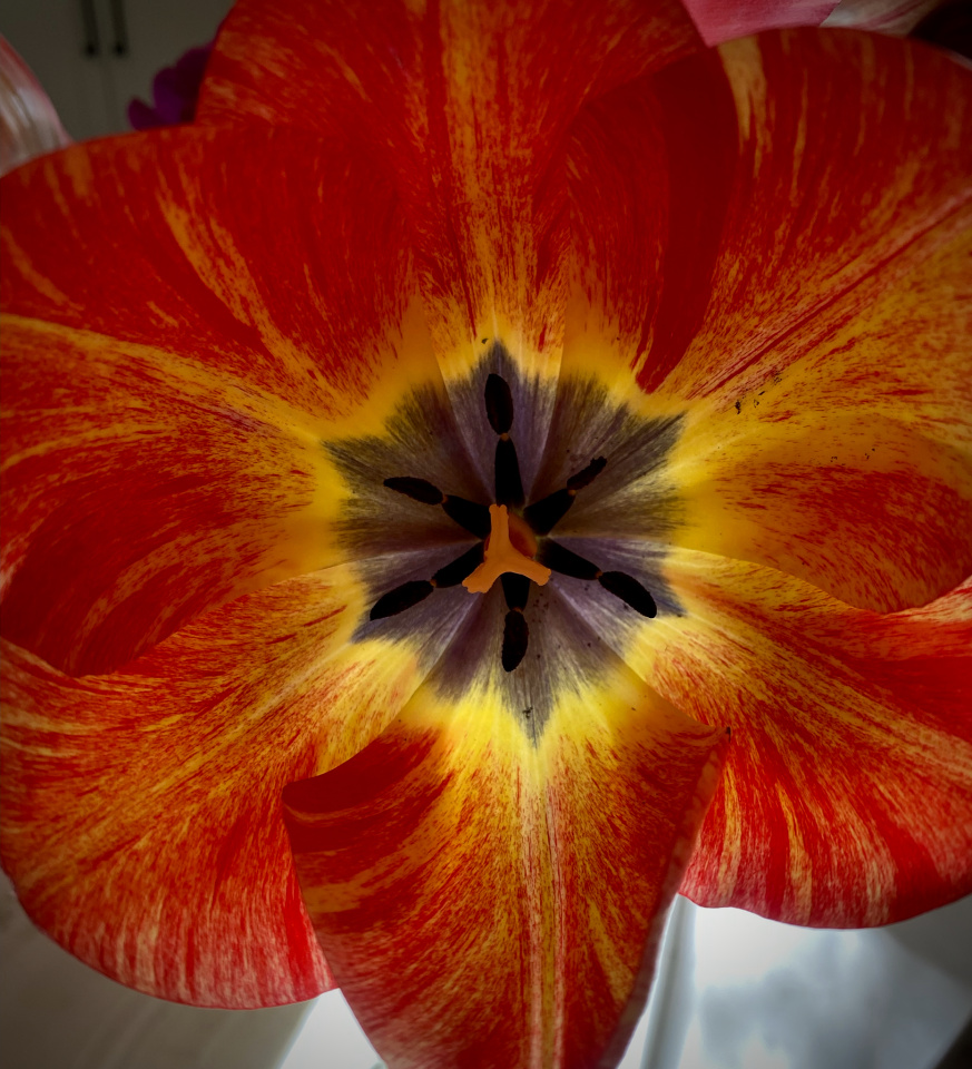 Quite Warm | KatesGardenPDX | Blipfoto