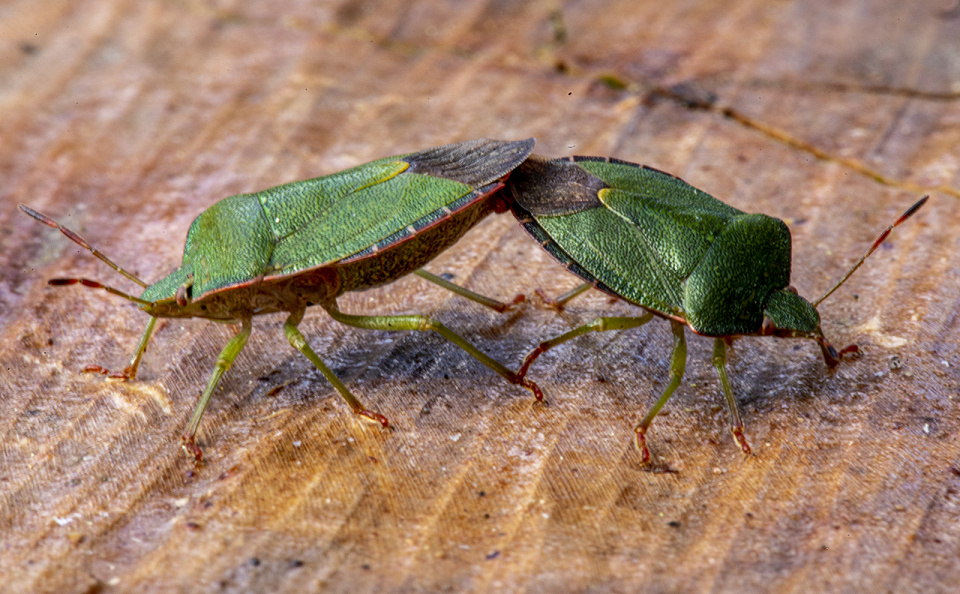 Mating Shield beetles. | villan | Blipfoto