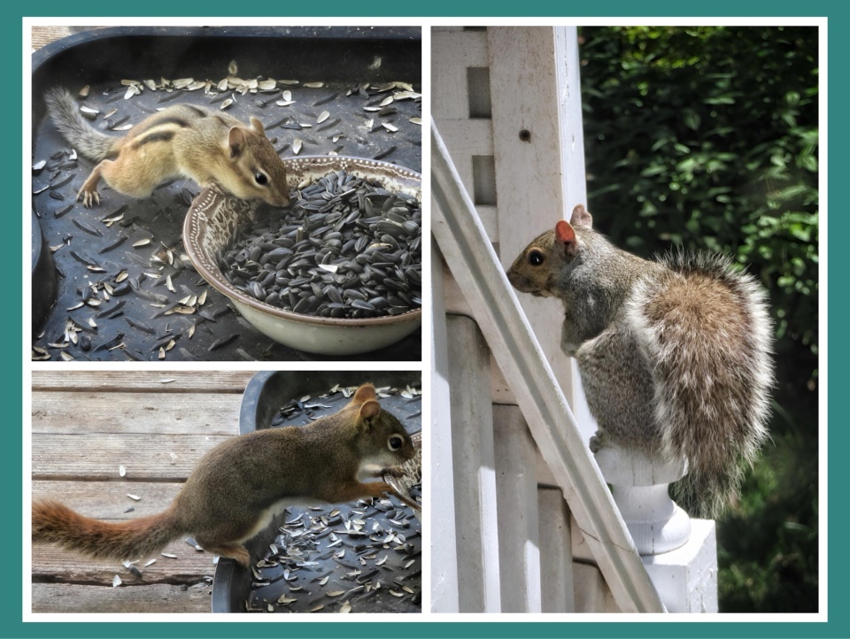 Three Squirrels | Memories4Me | Blipfoto