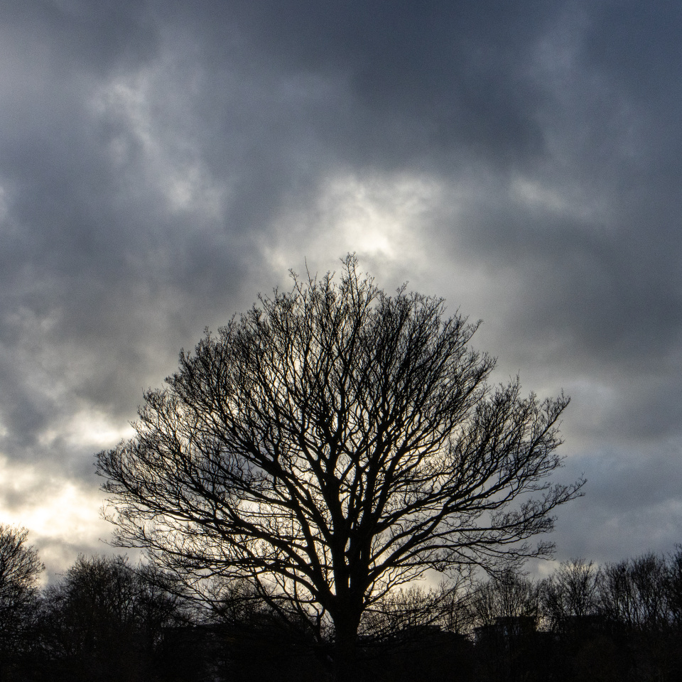 Mono tree in colour | ArcLight | Blipfoto
