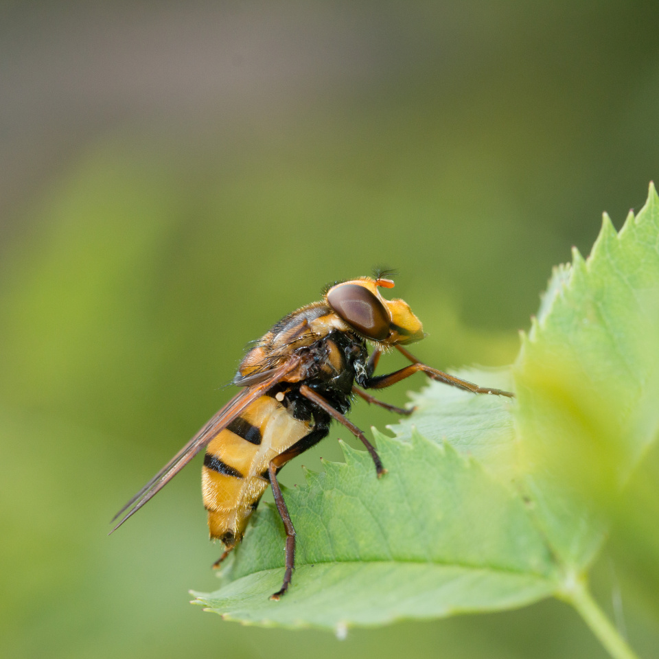 Lesser Hornet Hoverfly | mollyblobs | Blipfoto