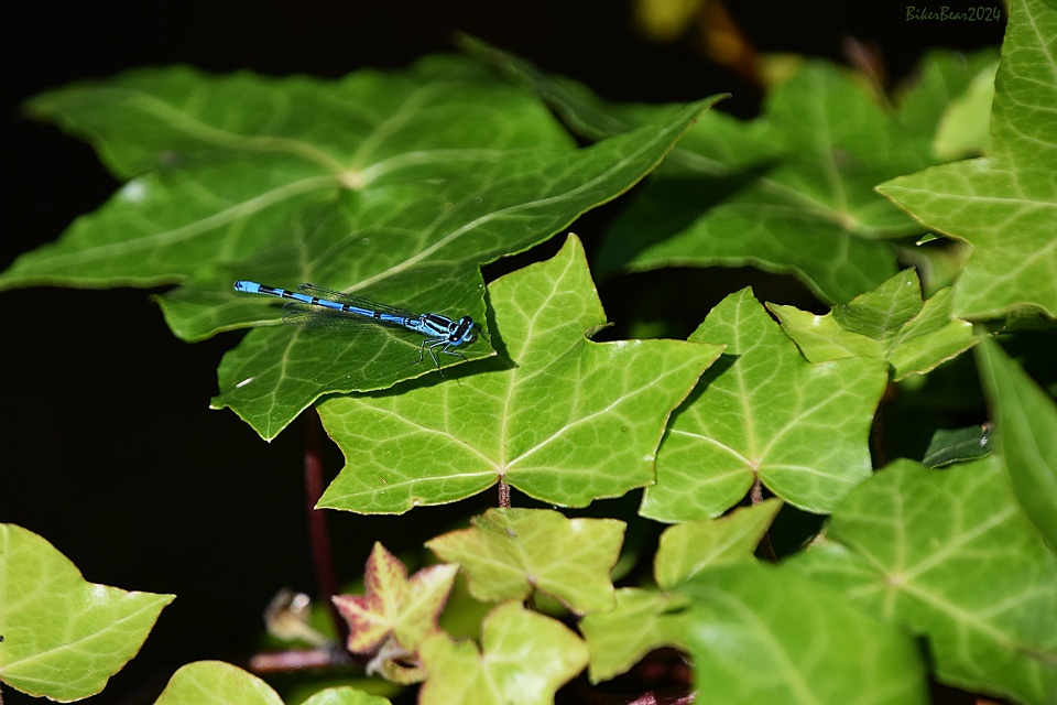 Tiny ........... | BikerBear | Blipfoto