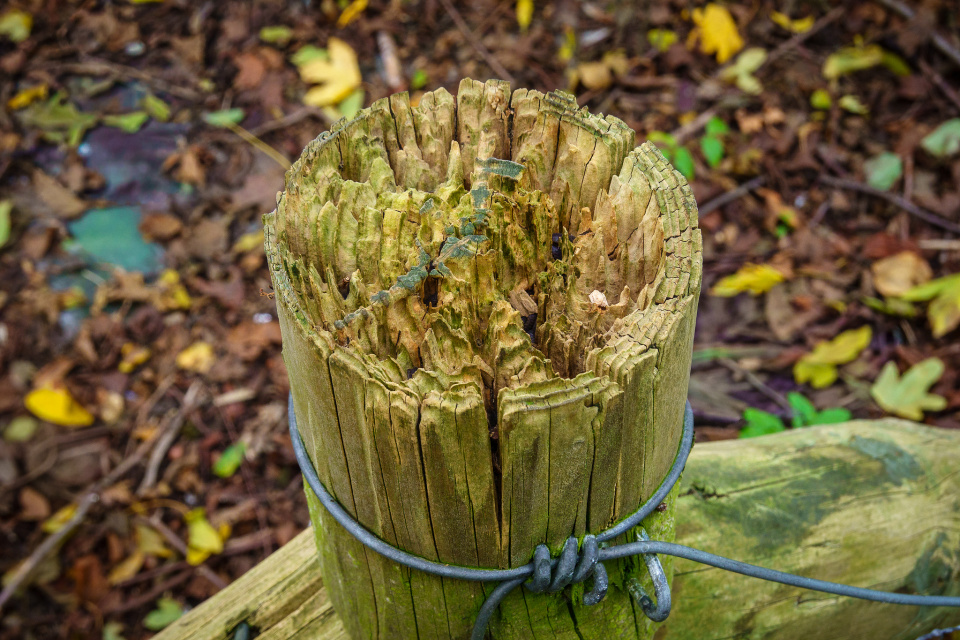 Decaying Fence Post | madwill | Blipfoto