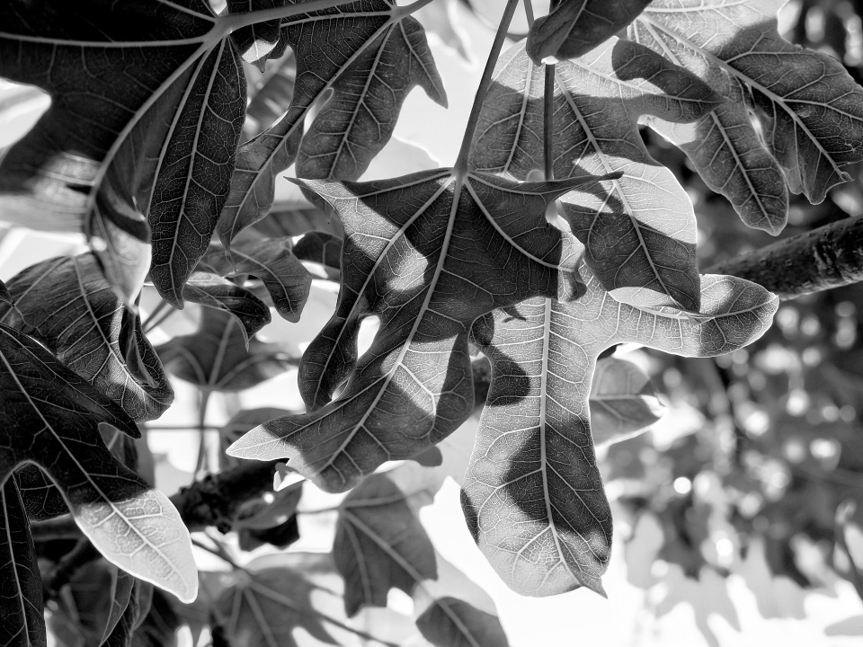 Backlit Leaves | DonnaWanna | Blipfoto