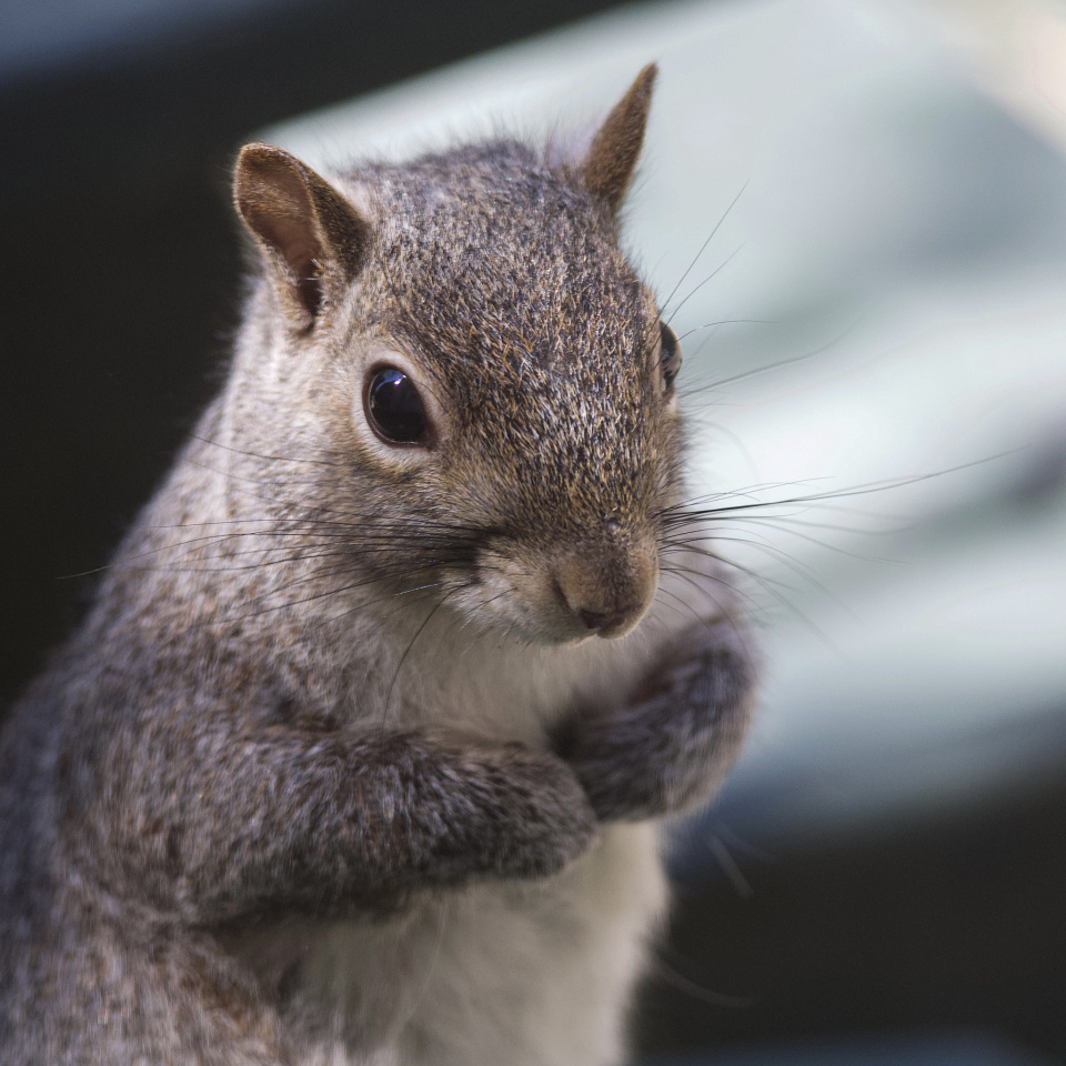 "Please, Miss.... | justbe | Blipfoto