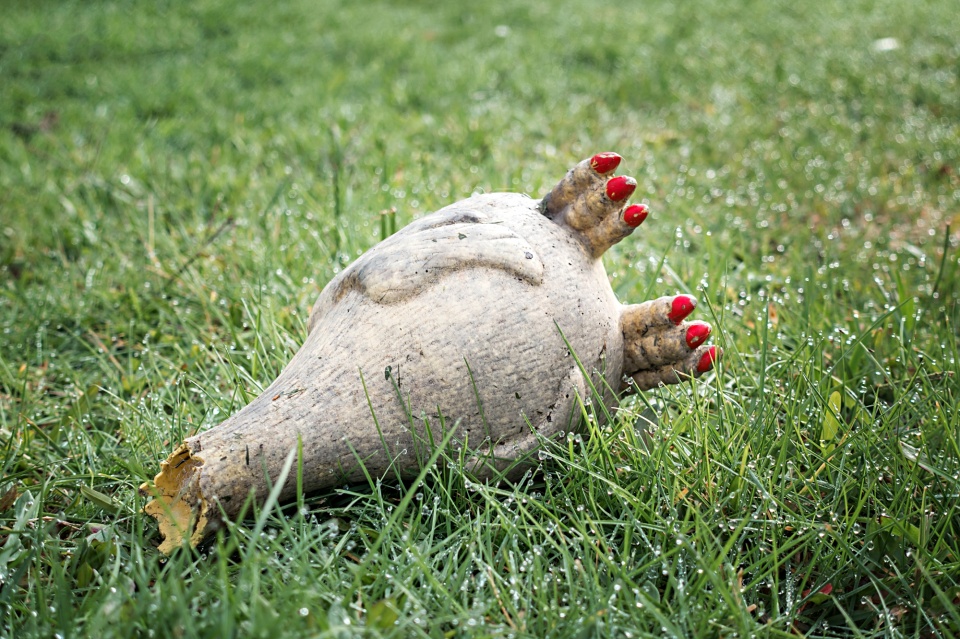 "Headless chook"!!! | Megl | Blipfoto