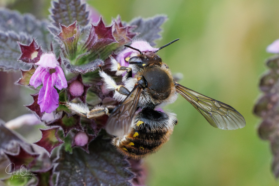 Long-tongued | JDO | Blipfoto