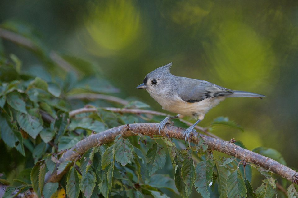 Tuff Guy | dbifulco | Blipfoto