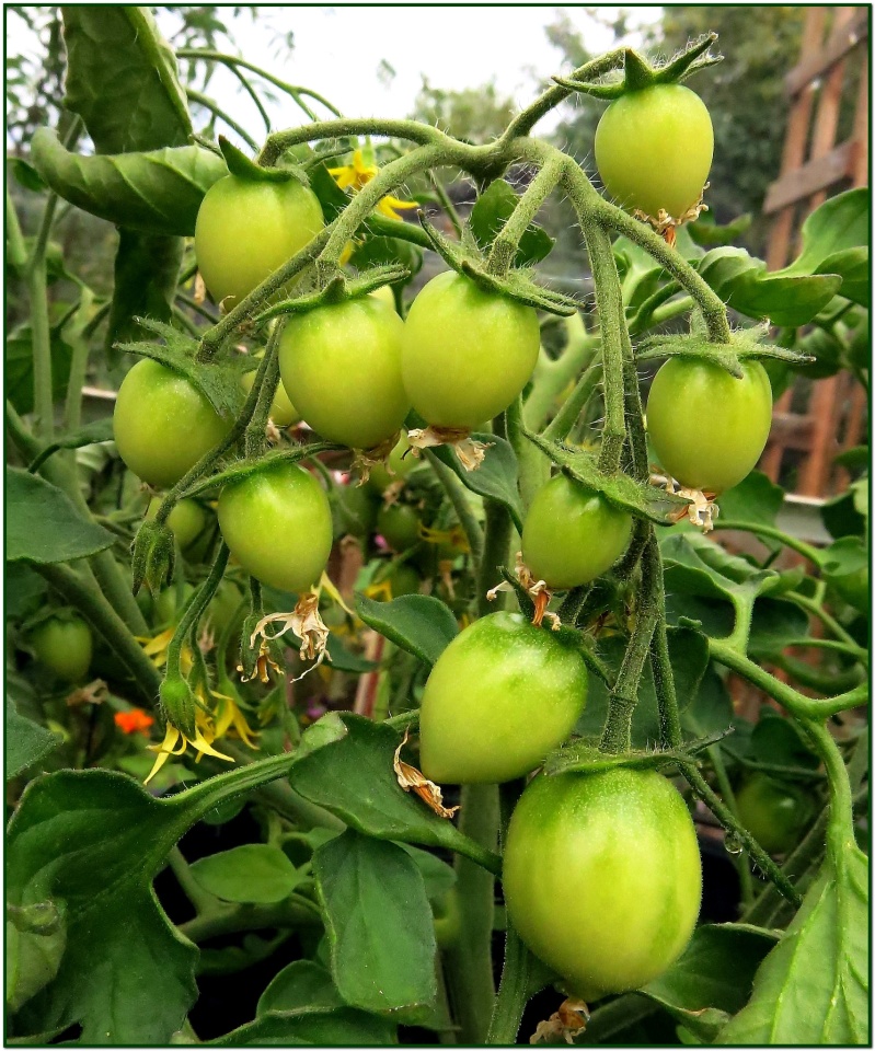 TOMATOES IN THE GREENHOUSE | sunflower | Blipfoto