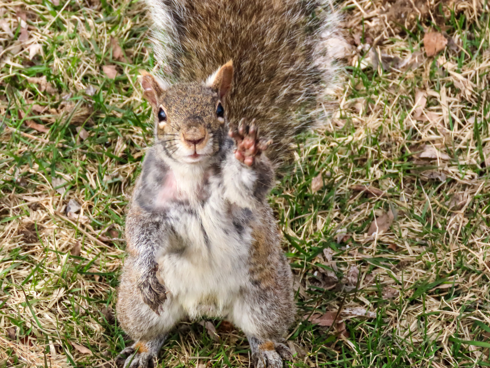 Squirrel Blip Friday - reaching up for peanuts ed | KevinV | Blipfoto