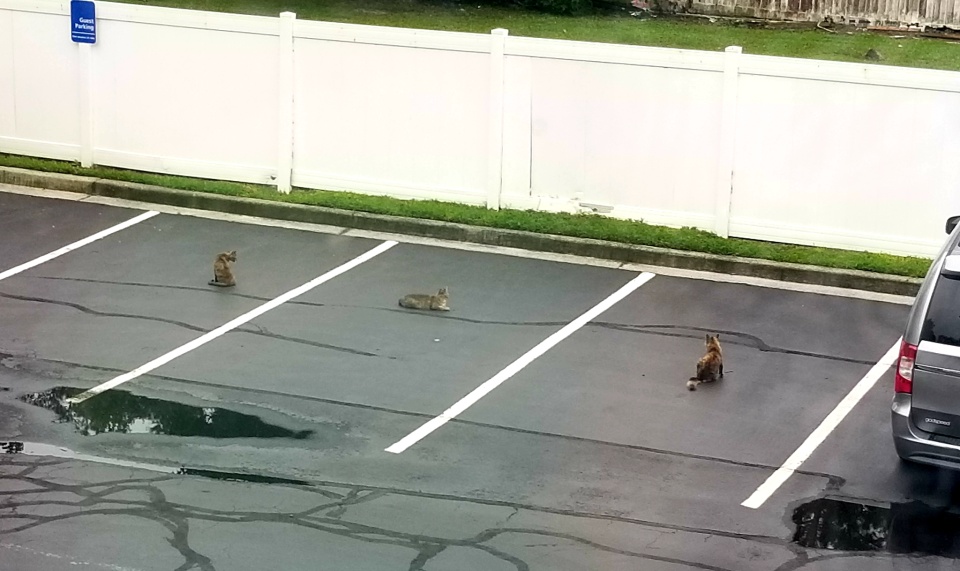 Cat parking only | Naturelover | Blipfoto