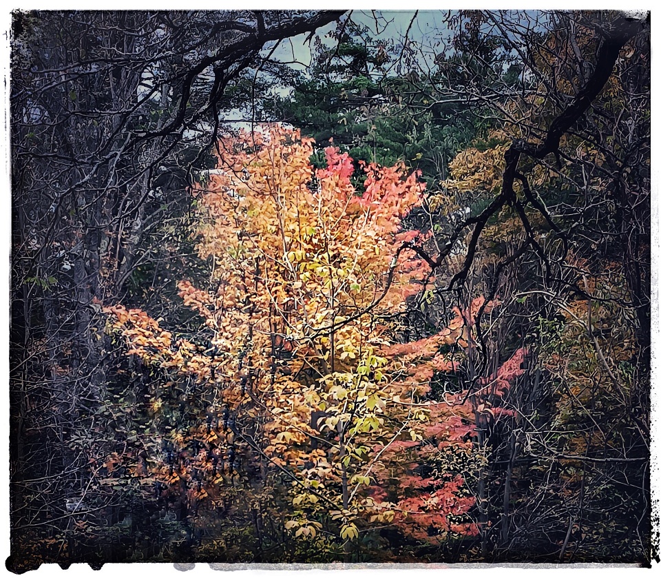 Leaves on Fire | Memories4Me | Blipfoto