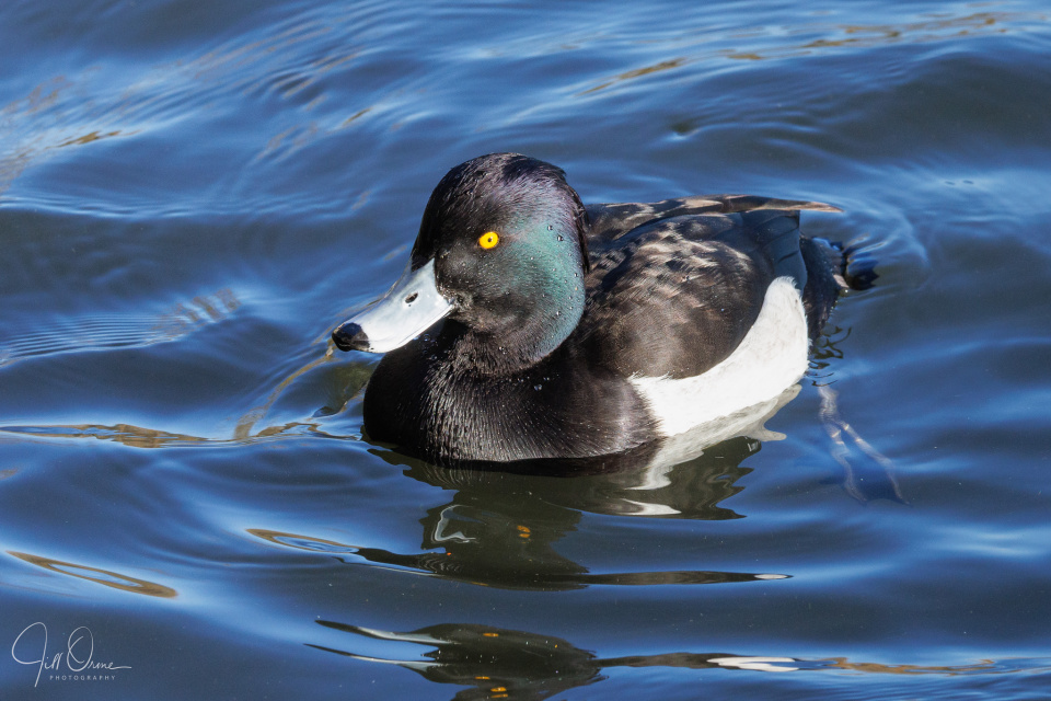 Just ducky | JDO | Blipfoto