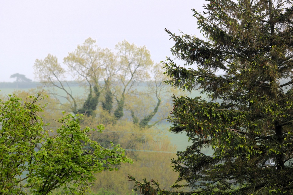 Hazel, pine, poplar | JanetMayes | Blipfoto