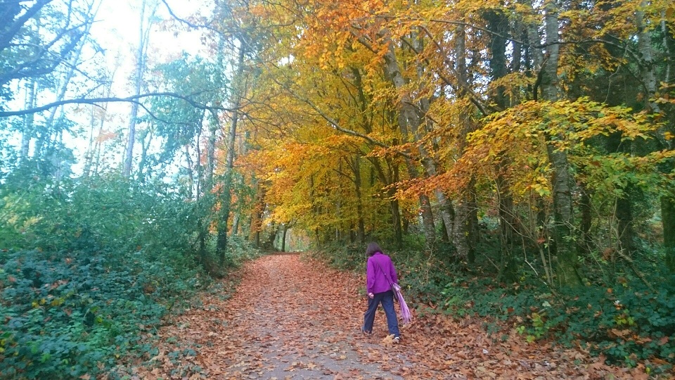 A very leafy Farran Woods | LittleMissBlip | Blipfoto