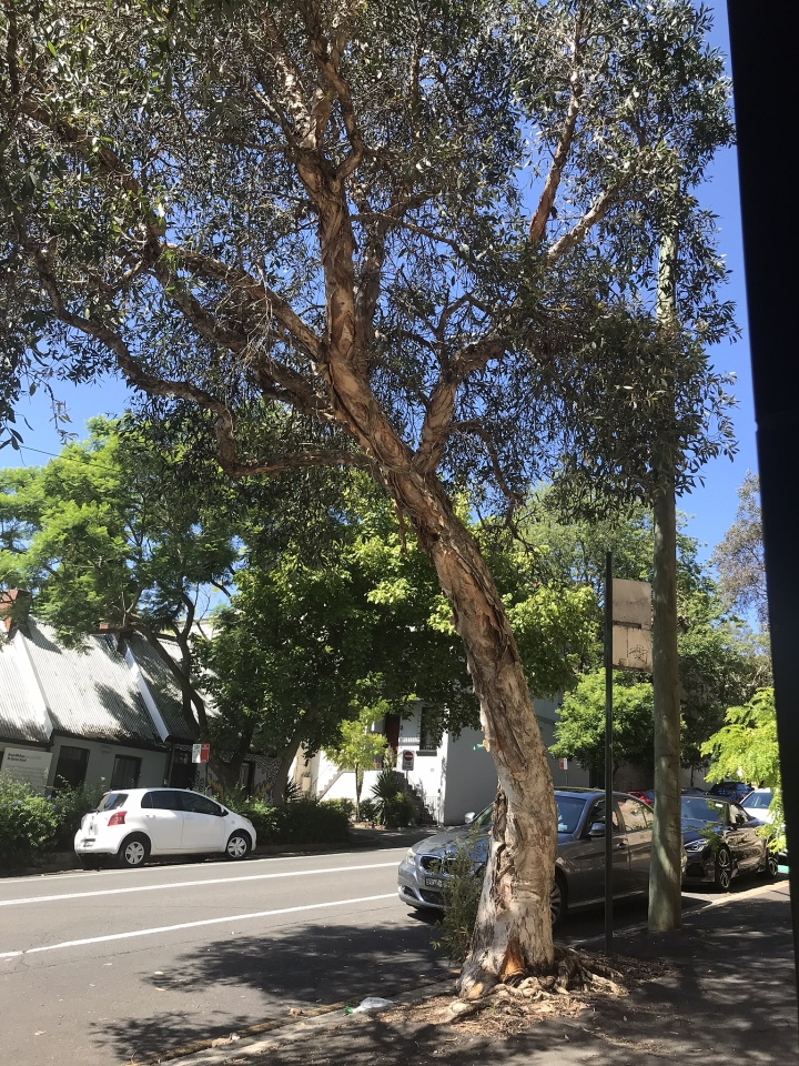 Beautiful trees | Pomona | Blipfoto