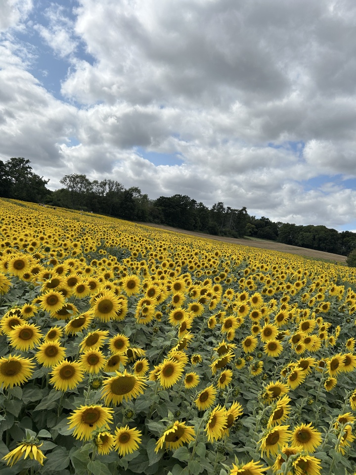 Sunflowers | Sheilab56 | Blipfoto