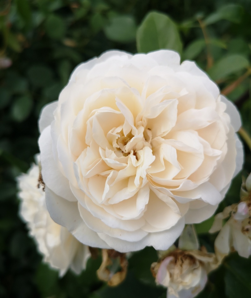 Lichfield Angel | HelenJG | Blipfoto