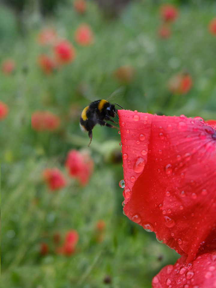 rainy day | LesleyAlsford | Blipfoto