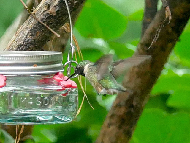 Humming Along | Irish59 | Blipfoto