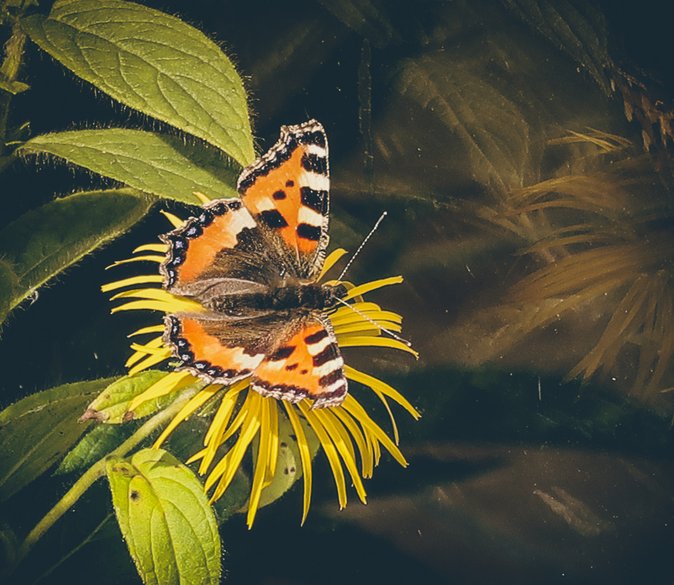 Butterfly Ball | freespiral | Blipfoto