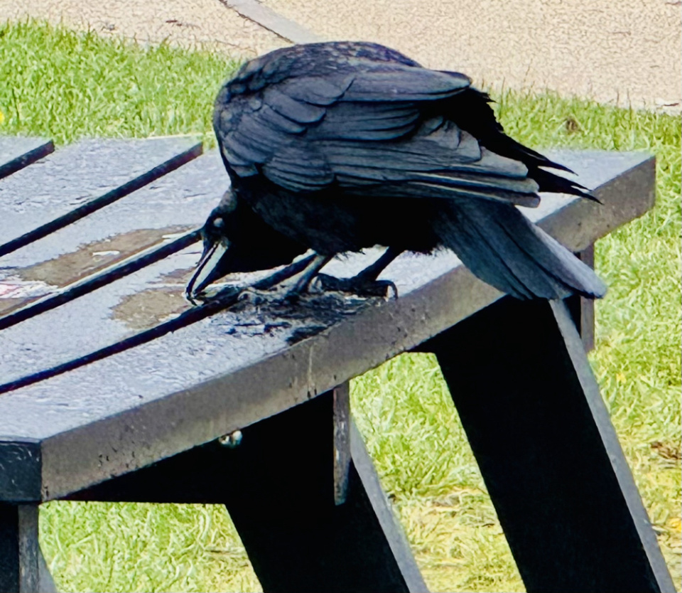 Drinking Crow | anatolebeams | Blipfoto