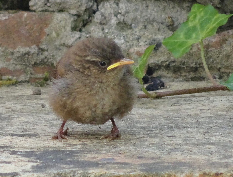 Baby wren | sheilwill | Blipfoto