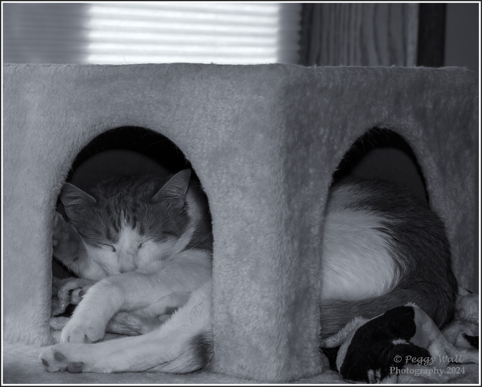 Mono Monday: Week 526 ... | KangaZu | Blipfoto