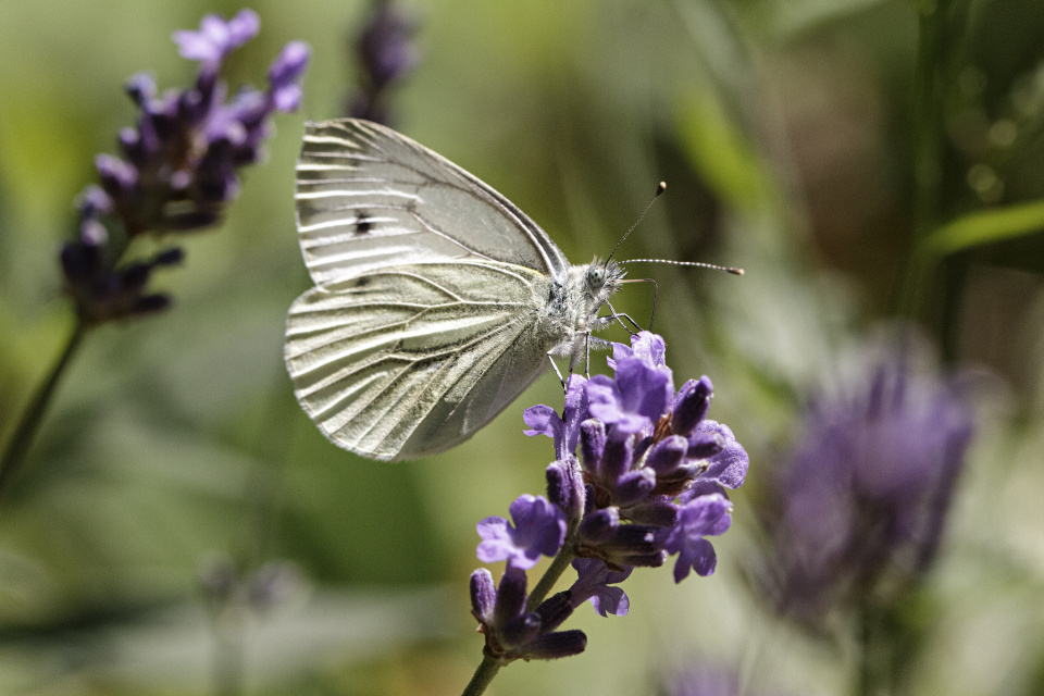 Another white butterfly | LizMBpics | Blipfoto