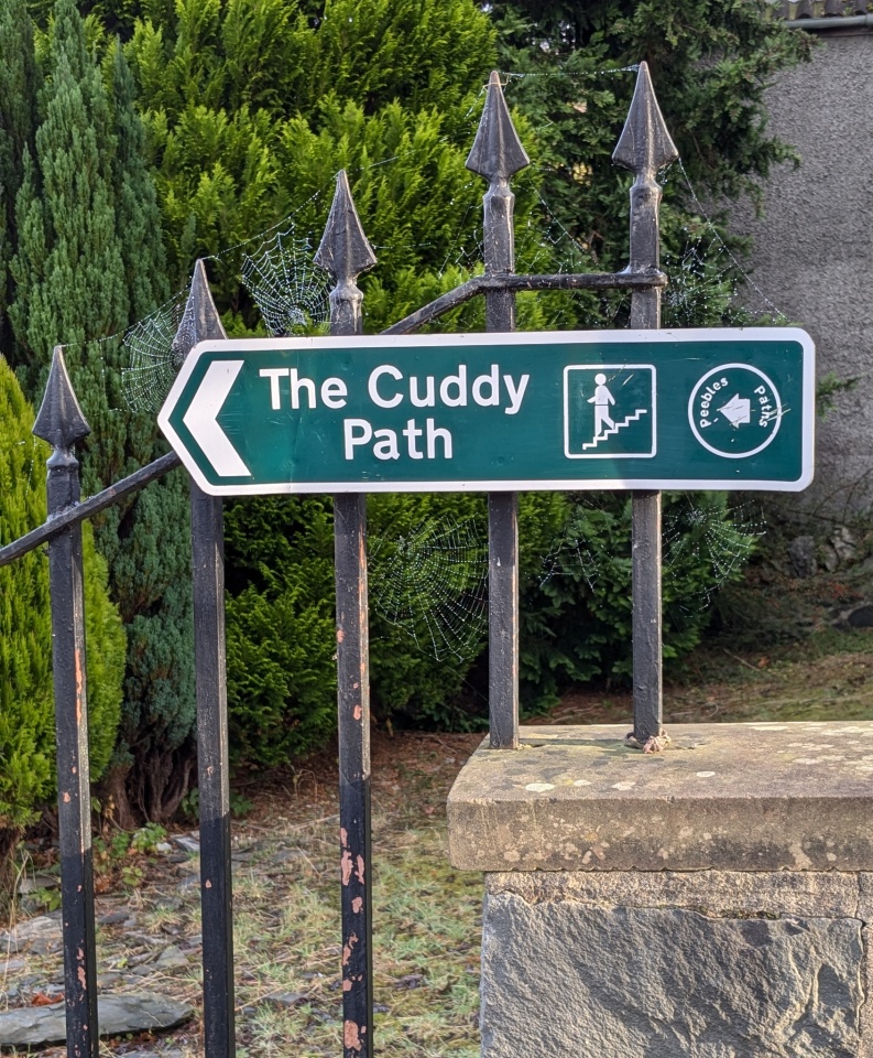 A garden full of robins | thebear | Blipfoto