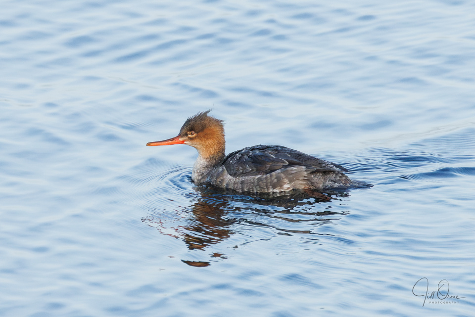 Flushed | JDO | Blipfoto