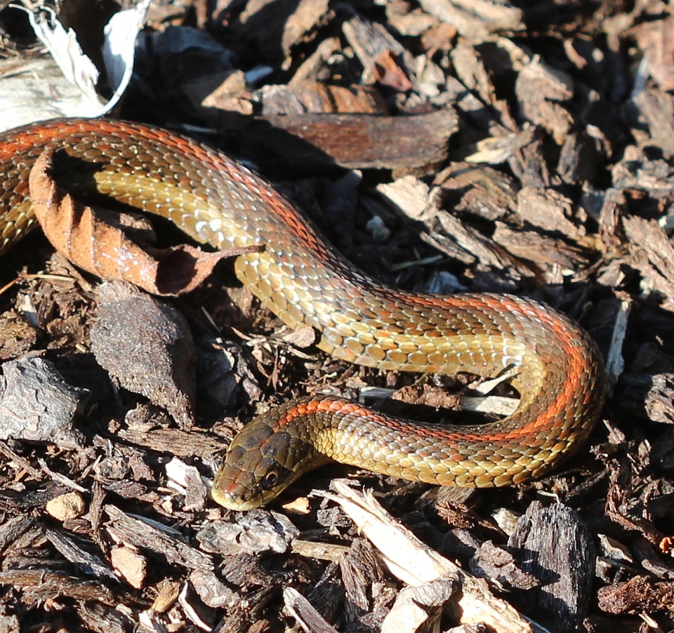 Harmless little Oregon snake | EvelyneNC | Blipfoto