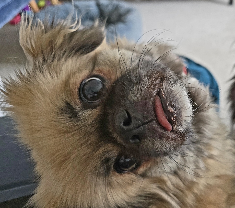 Fergus | snapper | Blipfoto