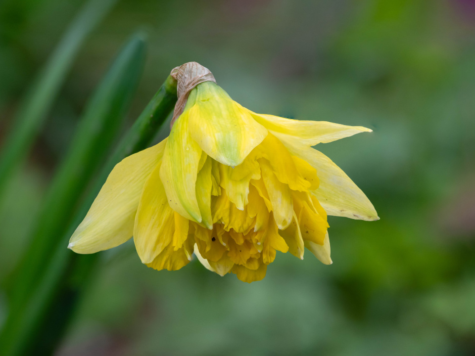 Spring Frills | Hevkk | Blipfoto