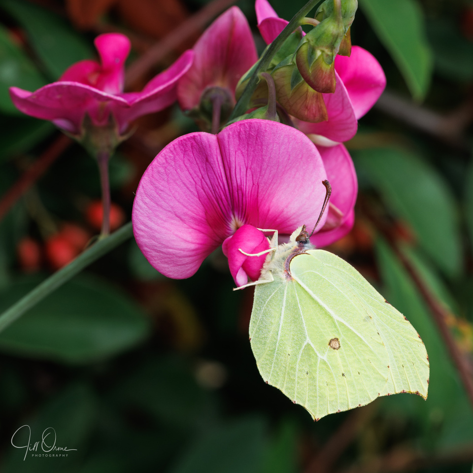 Butter-fly | JDO | Blipfoto