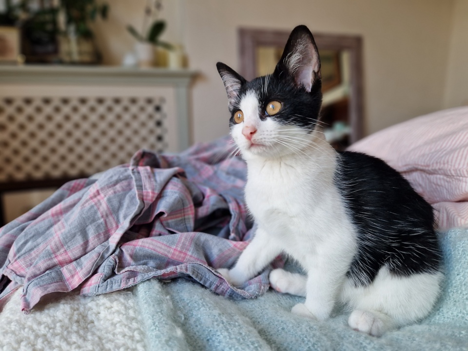 luminous Luna | spishy | Blipfoto