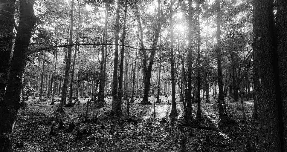 Morning Walk | bugsman | Blipfoto